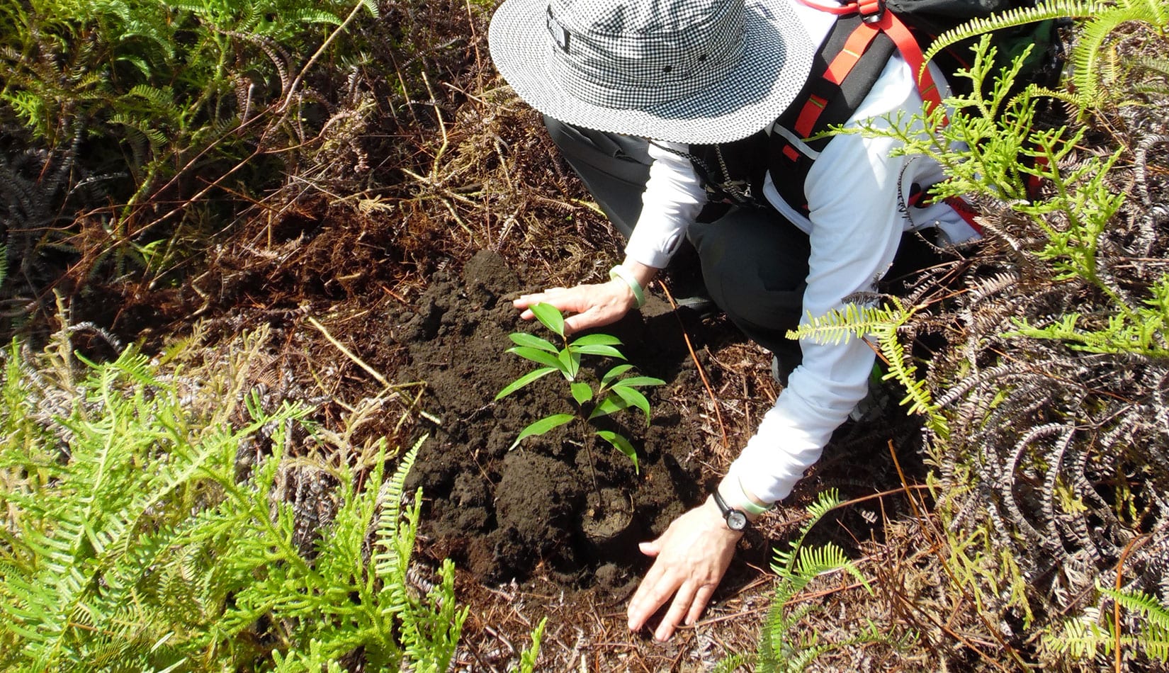 Orangutan Tour & Reforestation | Adventure Indonesia Tour Operator